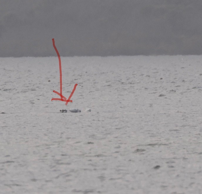 eBird Checklist - 28 Dec 2024 - Canaveral National Seashore--Apollo ...