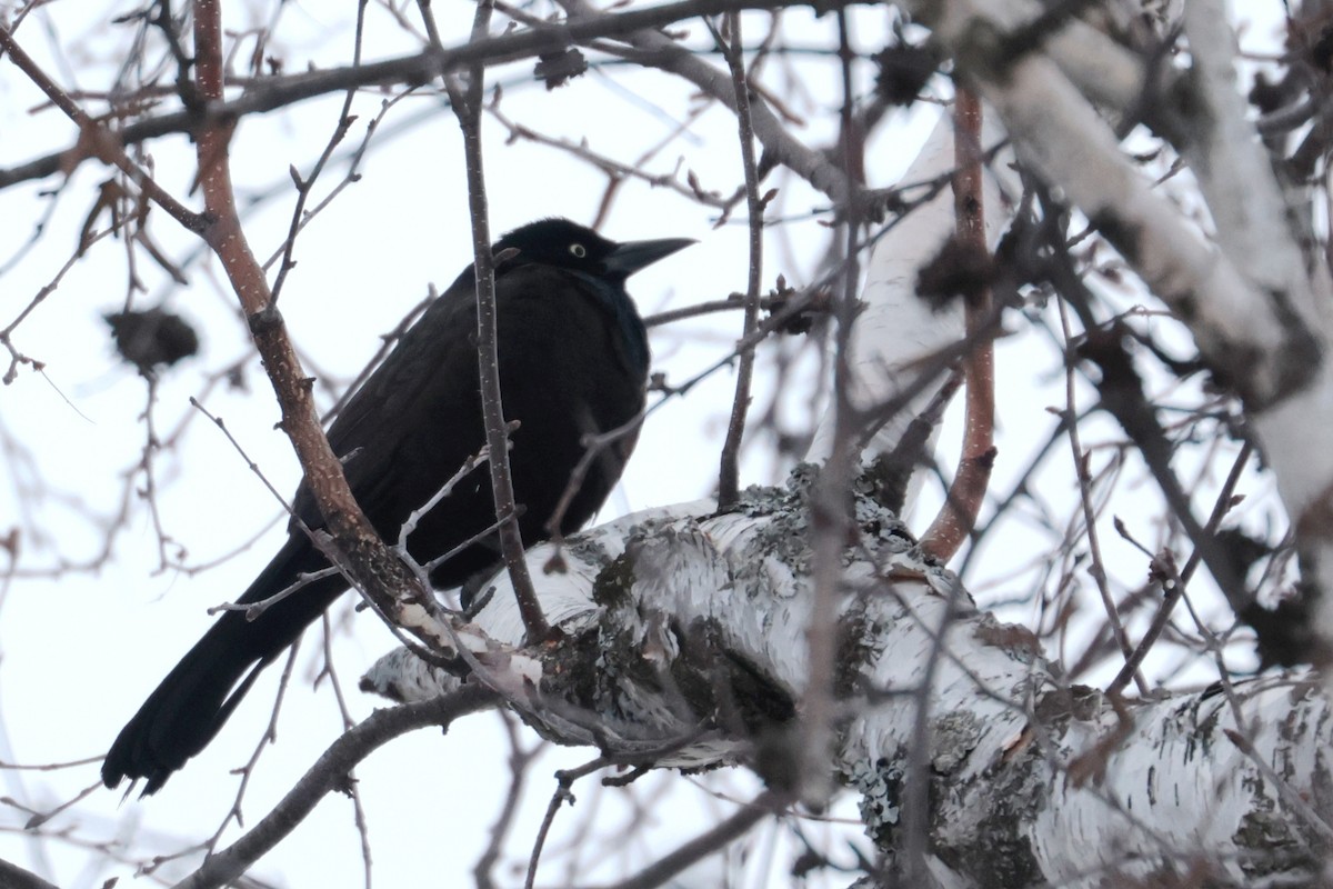 eBird Checklist - 28 Dec 2024 - Rue des Feux Follets, Québec City ...