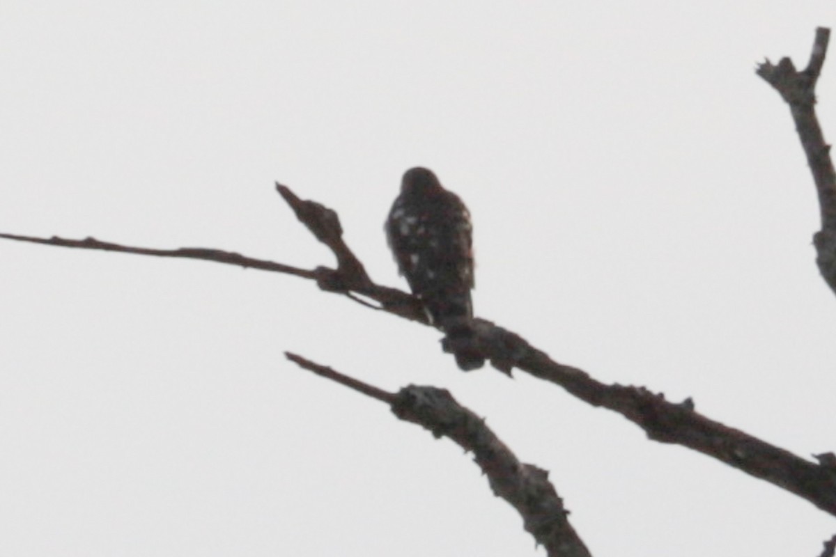 Pennsylvania Bird Atlas Checklist - 28 Dec 2024 - 406 Upper Georges Valley Rd, Spring Mills US ...