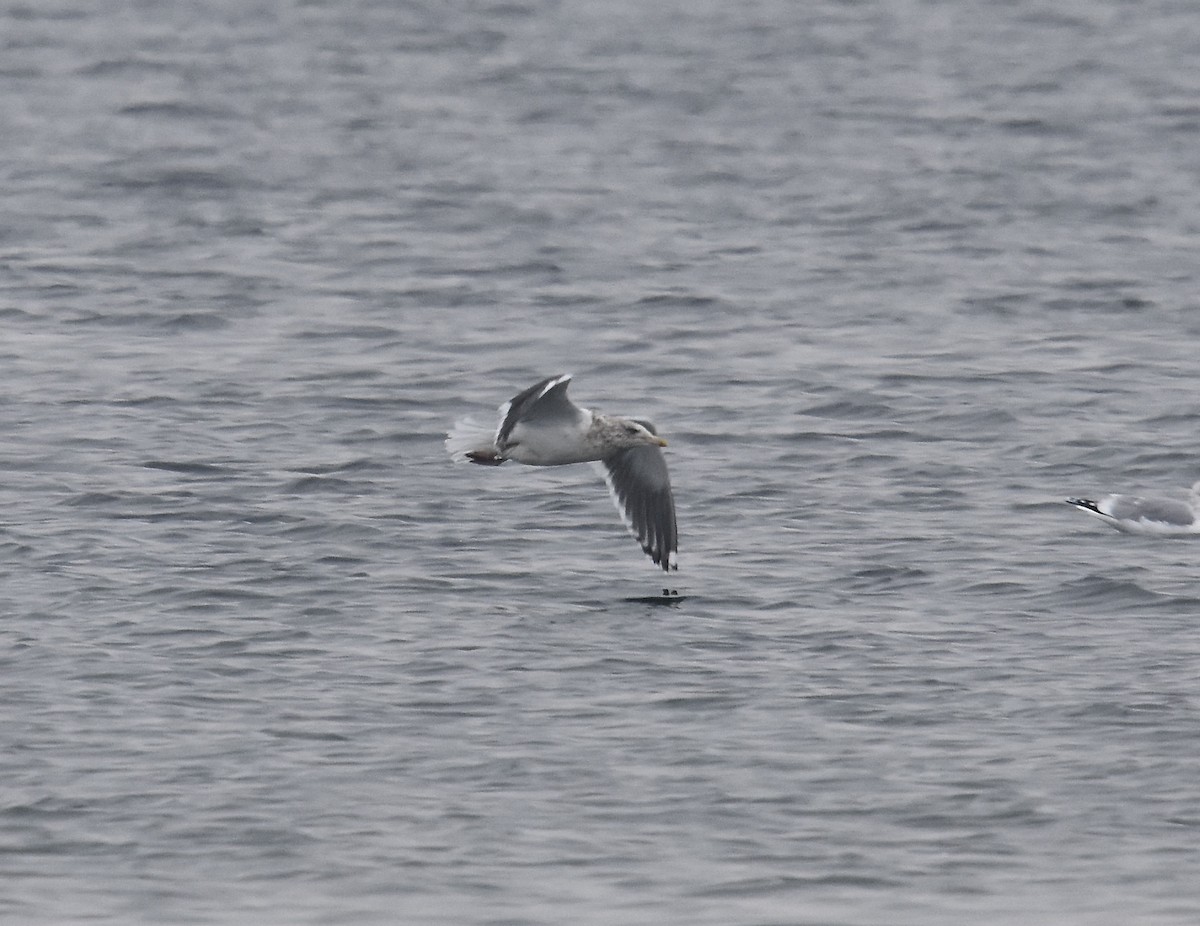 eBird Checklist - 28 Dec 2024 - Cornwall--Guindon Park (boat launch ...