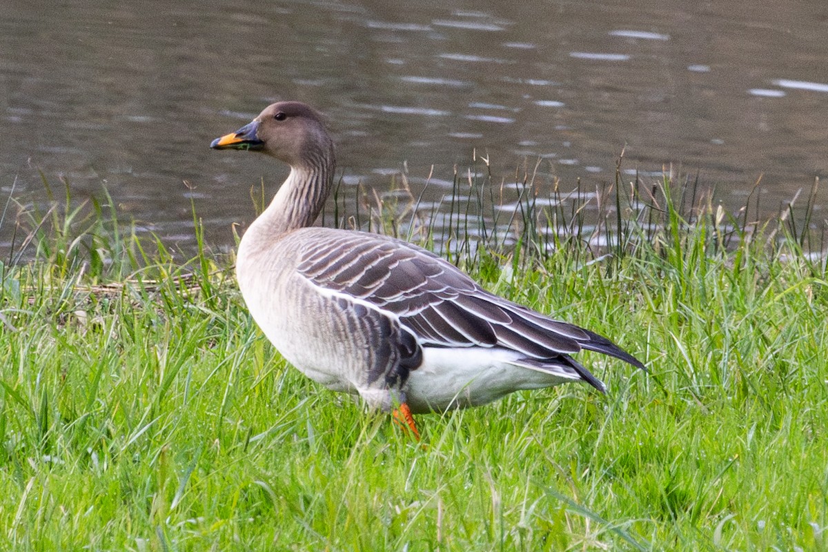 ML628156545 - Tundra Bean-Goose - Macaulay Library