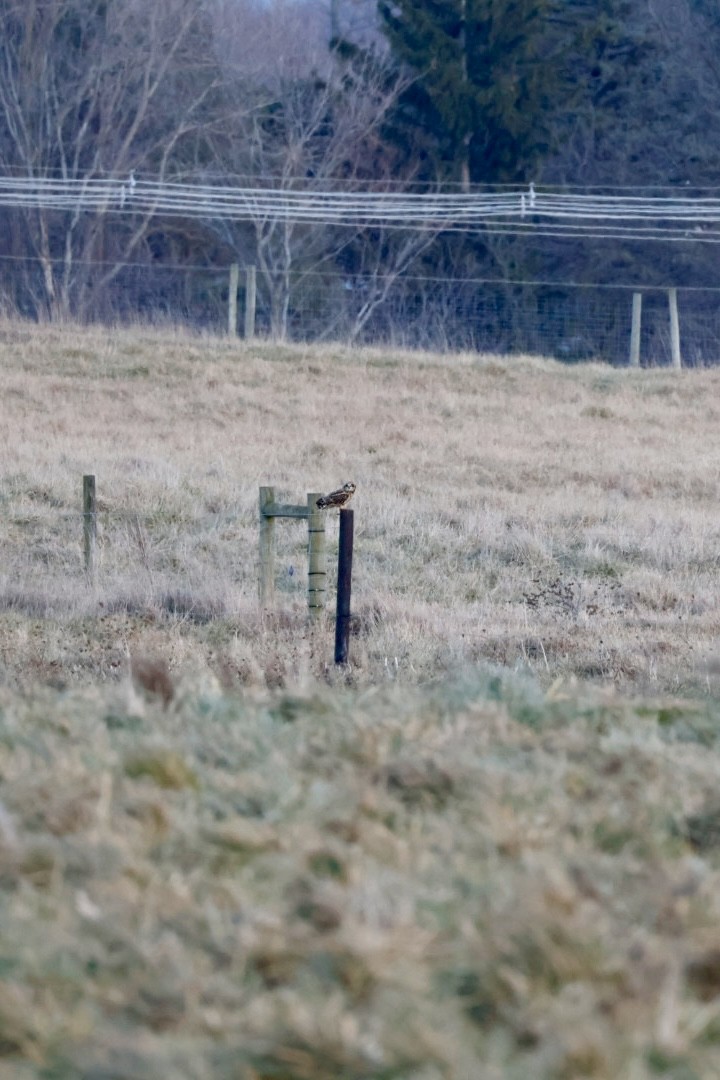 eBird Checklist - 28 Dec 2024 - Michigan State University--Cattle ...