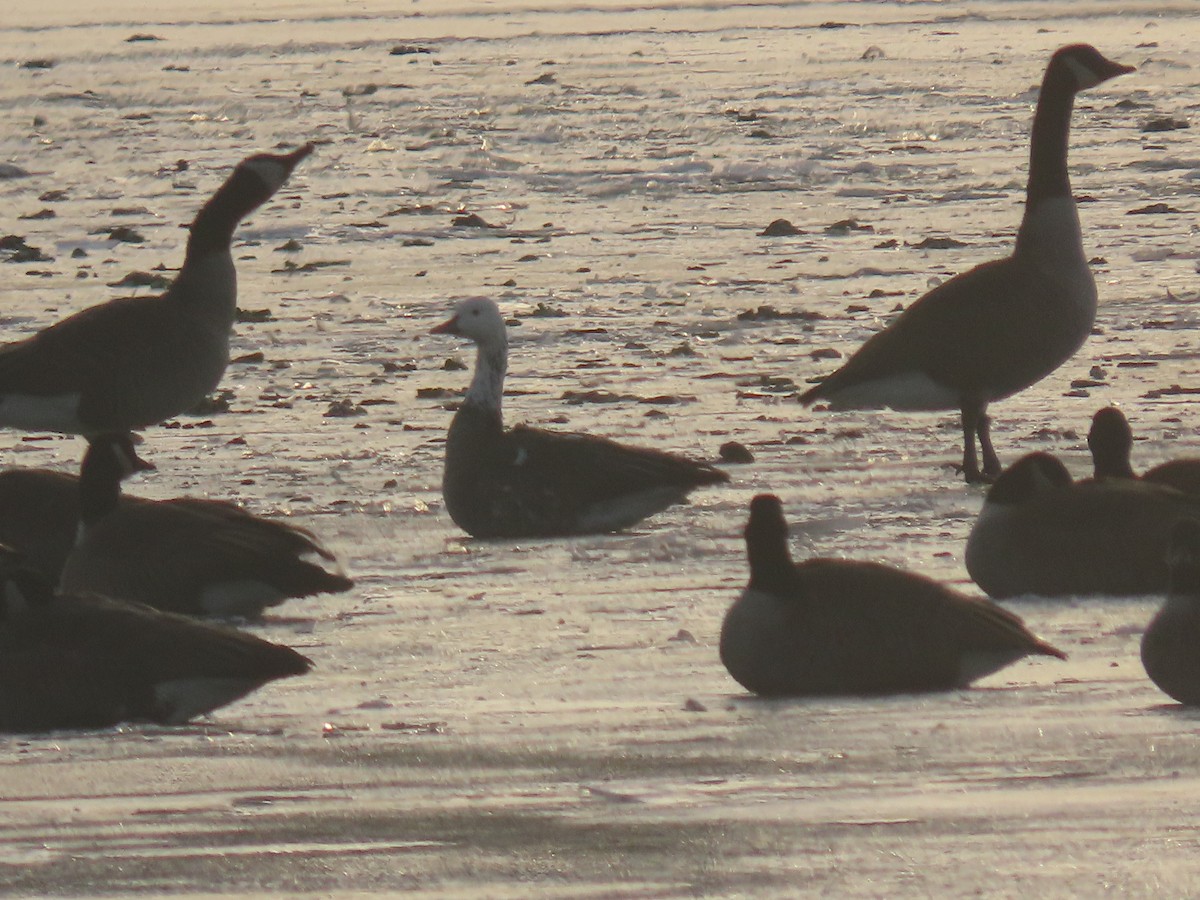 Pennsylvania Bird Atlas Checklist - 27 Dec 2024 - Peace Valley Park (IBA) - 53 species (+2 other ...