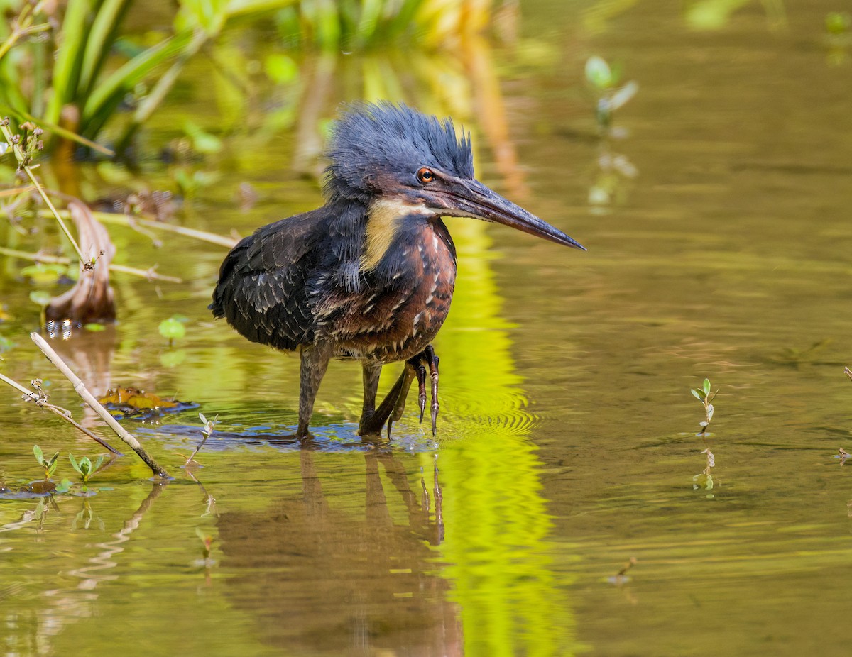 ML628165656 - Black Bittern - Macaulay Library