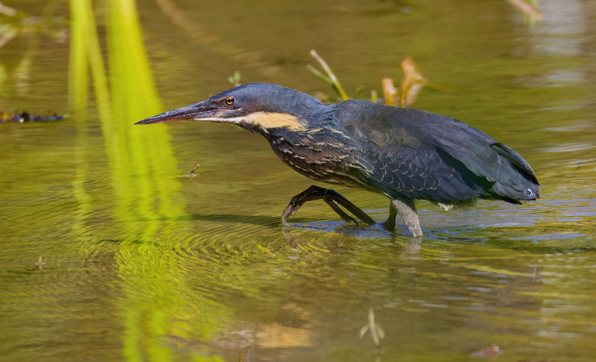 ML628165667 - Black Bittern - Macaulay Library