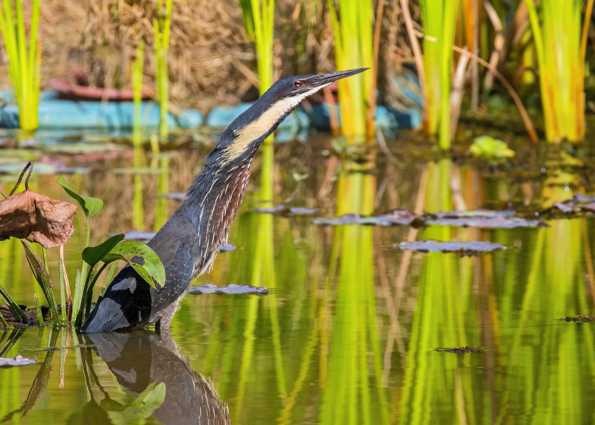 ML628165668 - Black Bittern - Macaulay Library