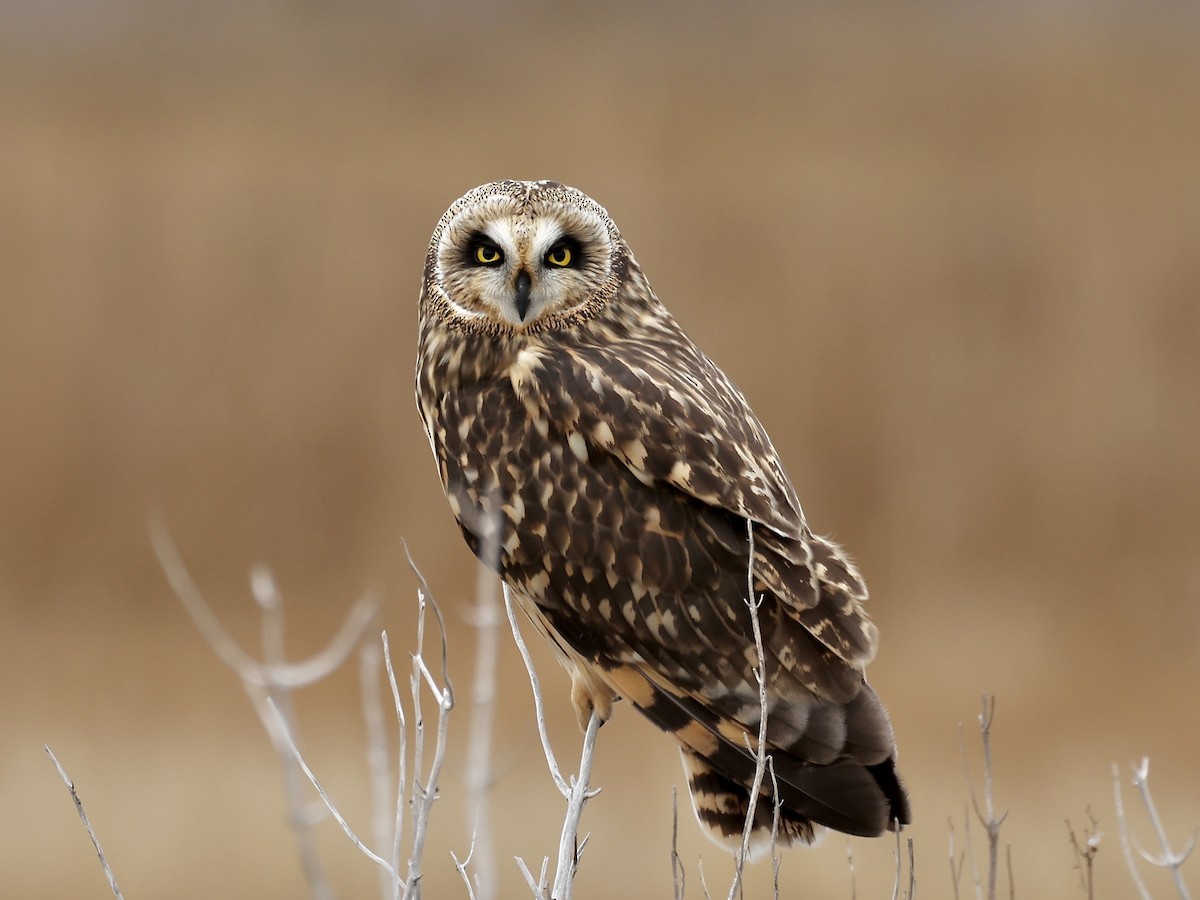 ML628169505 - Short-eared Owl - Macaulay Library