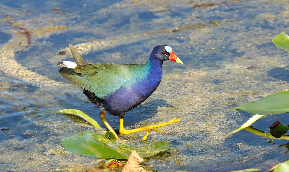 eBird Checklist - 19 Dec 2024 - Loxahatchee NWR - 45 species