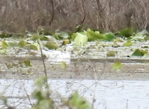 eBird Checklist - 28 Dec 2024 - Pretty Pond - 19 species