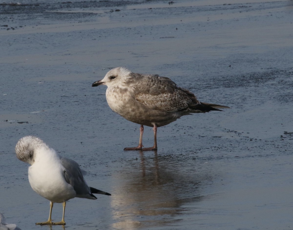 eBird Checklist - 27 Dec 2024 - Beacon Waterfront Park - 1 species