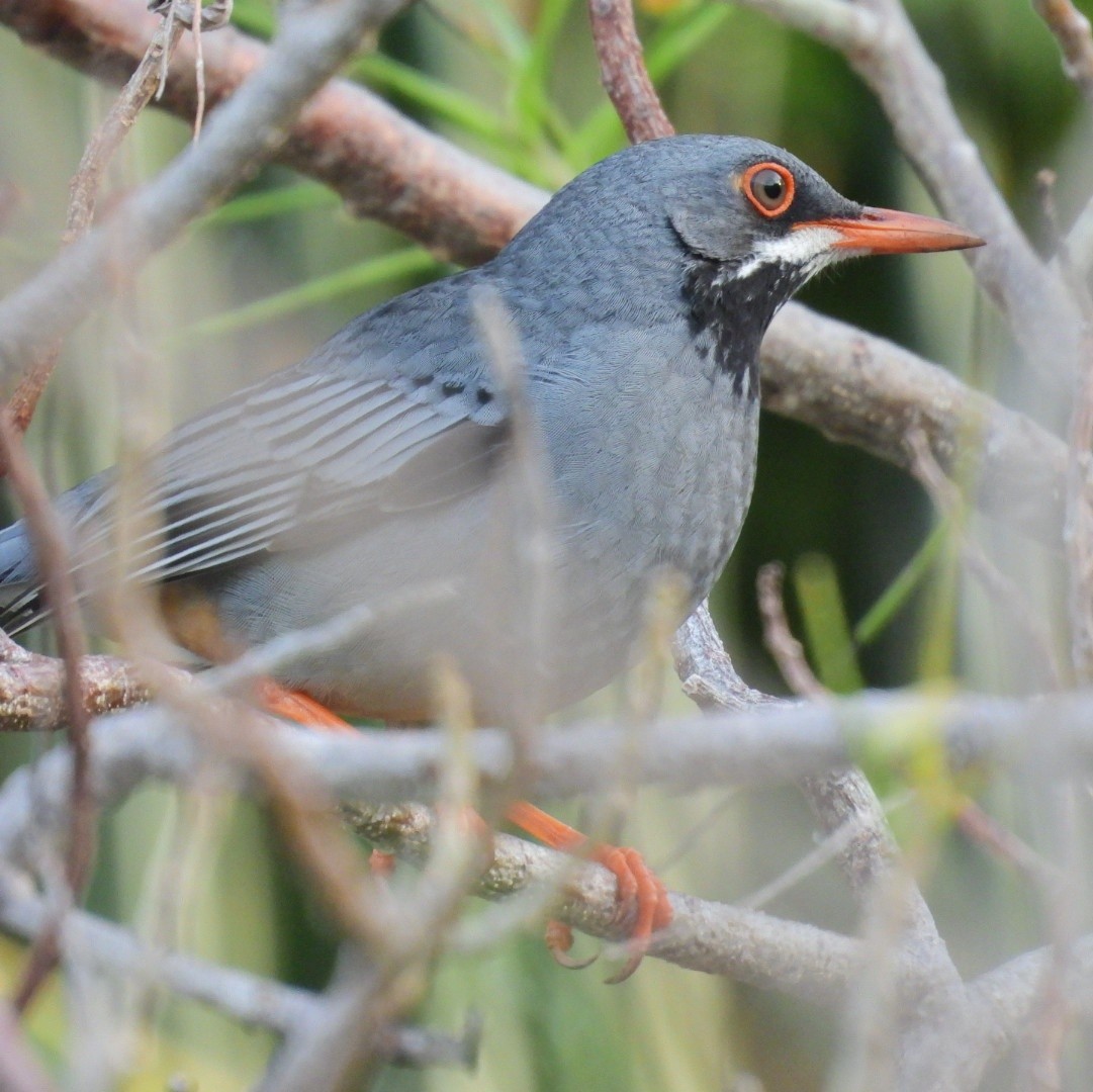eBird Checklist - 29 Dec 2024 - Villa Vanel - 227 West Side Road, West ...