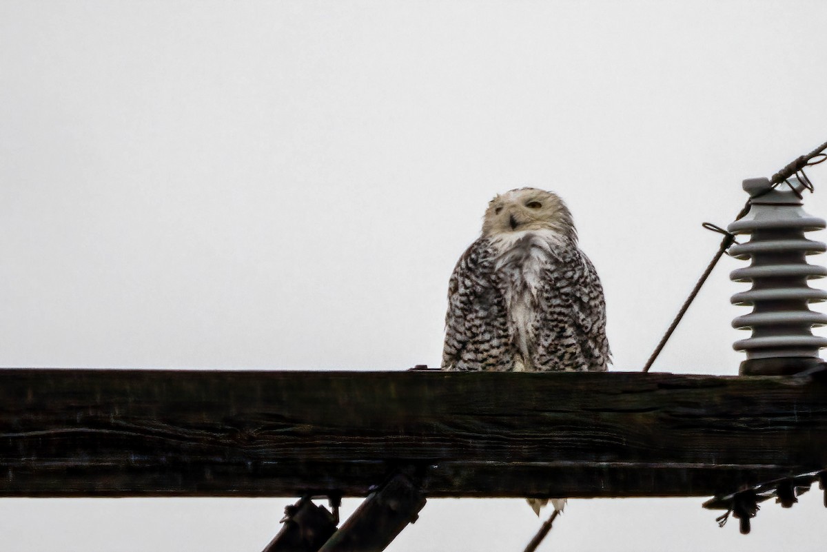 eBird Checklist - 29 Dec 2024 - 1897 Fairport Nursery Rd, Fairport ...