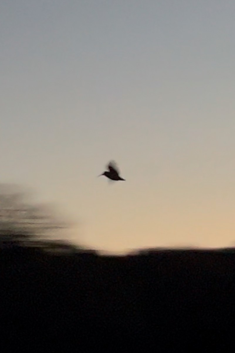 eBird Checklist - 28 Dec 2024 - Commons Ford Ranch Metro Park - 30 ...