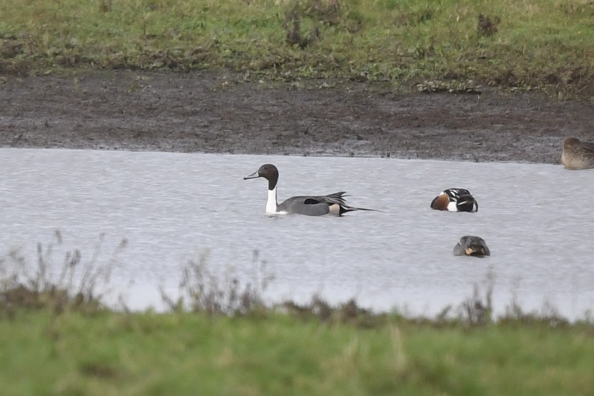 eBird Checklist - 29 Dec 2024 - East Halton Skitter--Winter's Pond - 28 ...