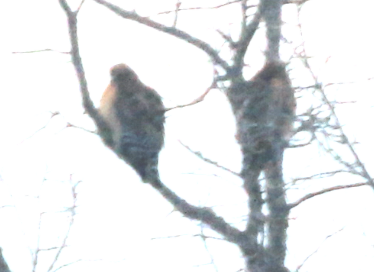 eBird Checklist - 28 Dec 2024 - North Pond Road, Waterville CBC - 11 species