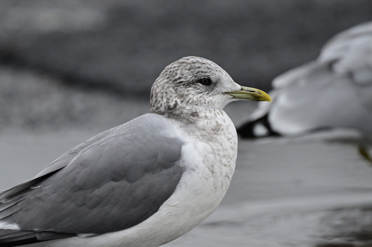 eBird Checklist - 29 Dec 2024 - Cummings Park, Stamford Connecticut USA ...