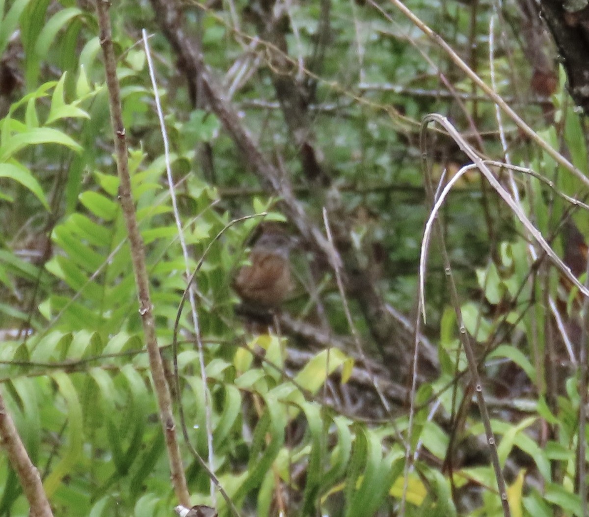 eBird Checklist - 29 Dec 2024 - Loxahatchee NWR - 41 species