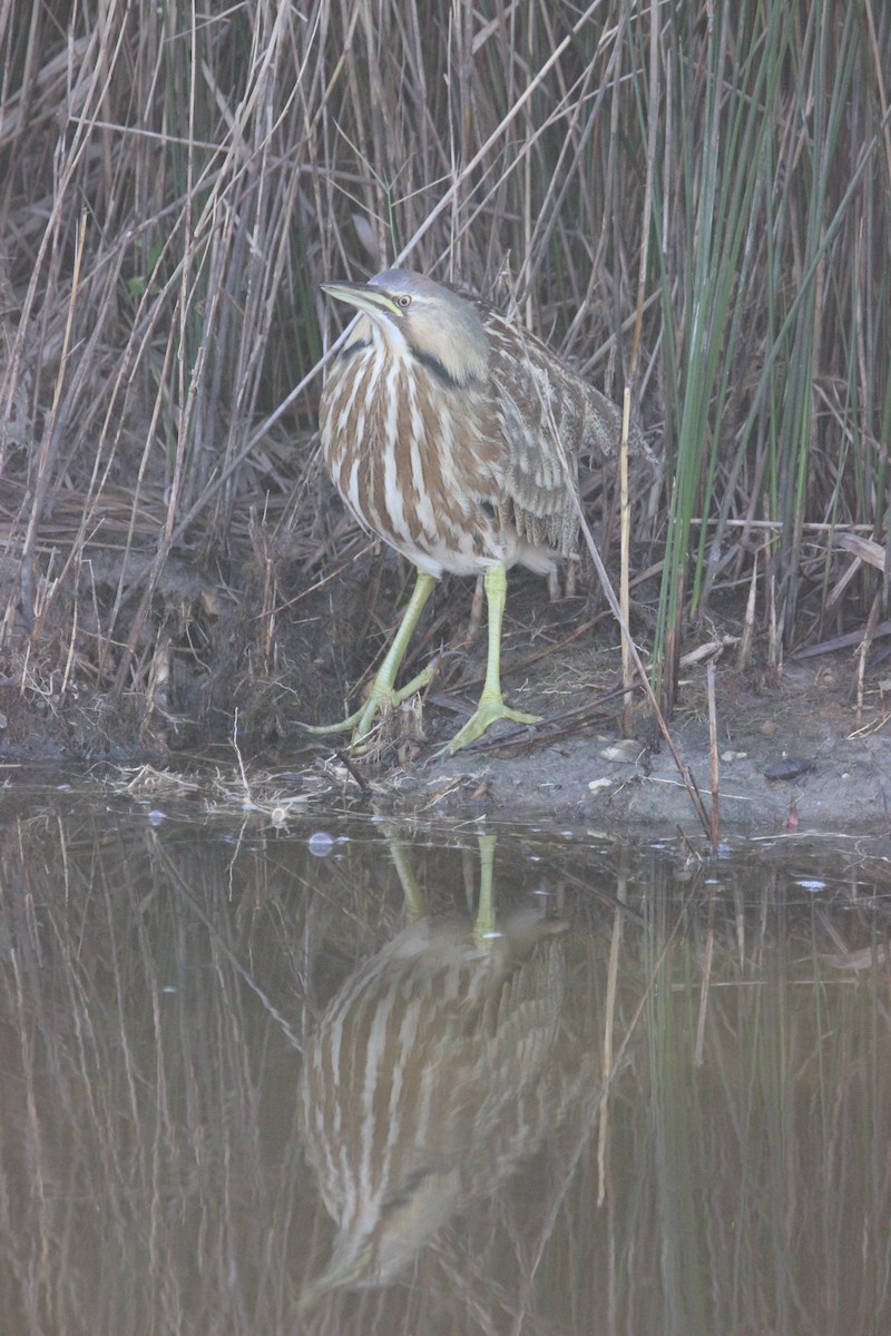 eBird Checklist - 29 Dec 2024 - **Back Bay NWR - 77 species