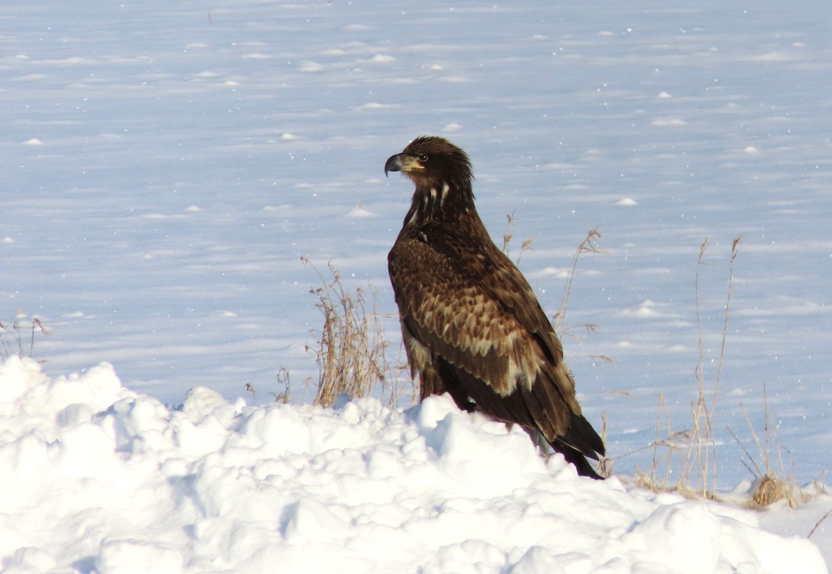 eBird Checklist - 27 Dec 2024 - Kinney Compost (private, restricted ...