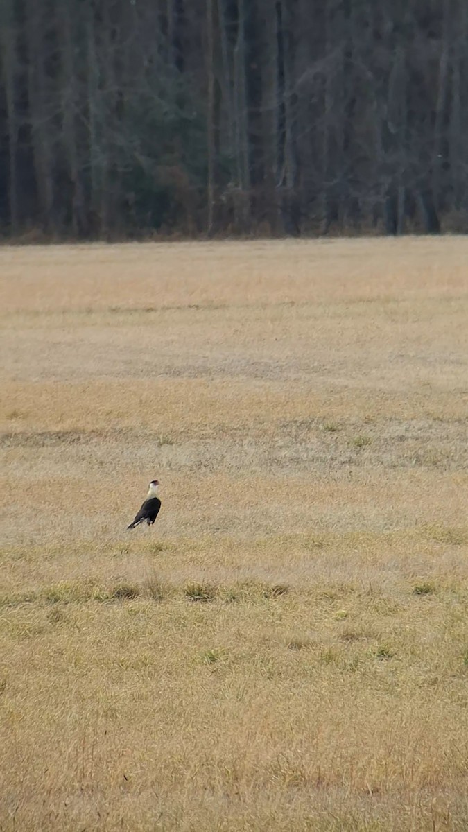 eBird Checklist - 29 Dec 2024 - BC Fairgrounds/Barker's Brook NRA (old ...