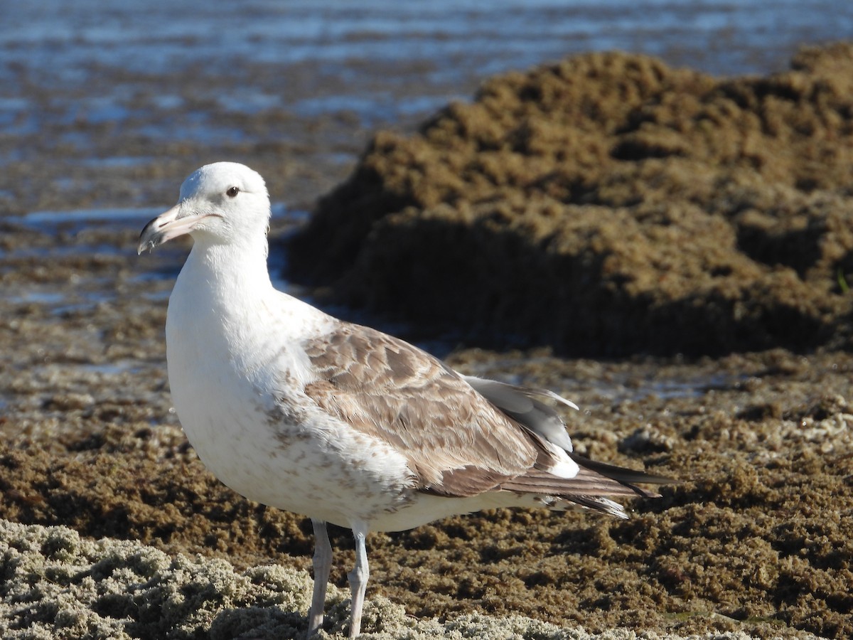 Israel Breeding Bird Atlas Checklist - 29 Dec 2024 - Packery Channel ...