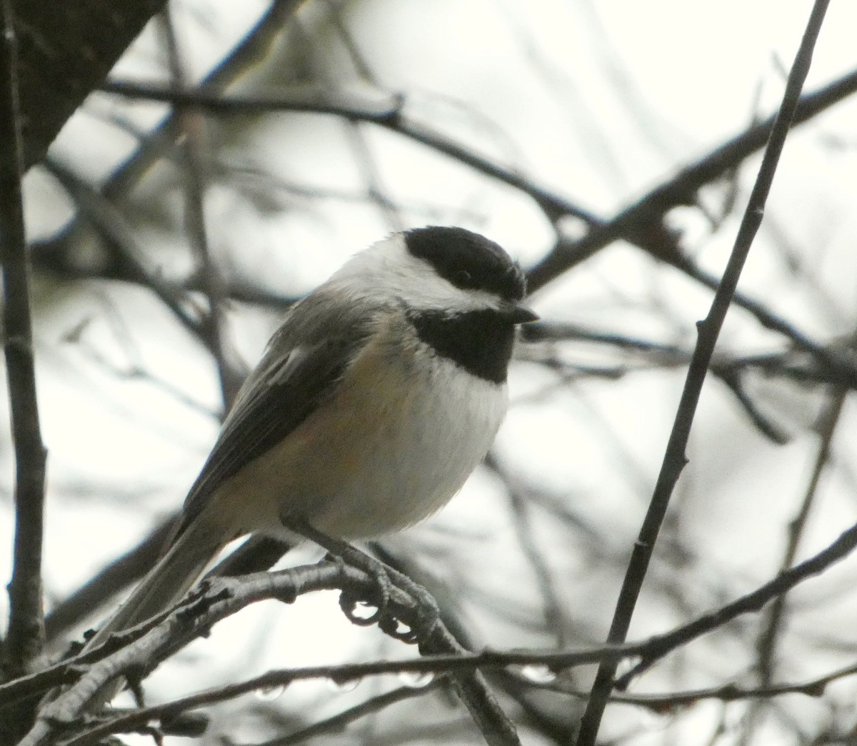 eBird Checklist - 29 Dec 2024 - King East, Kitchener, ON, Canada - 1 ...