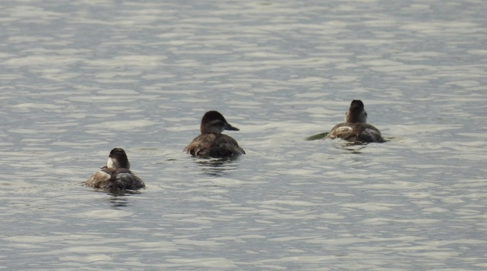 eBird Checklist - 29 Dec 2024 - East Port Water Reclamation Facility ...