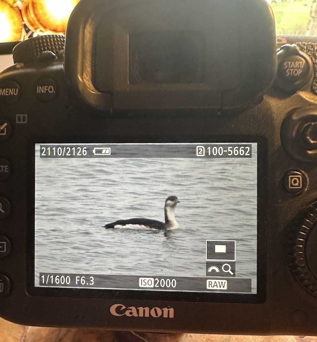 eBird Checklist - 29 Dec 2024 - Ediz Hook - 30 species (+1 other taxa)