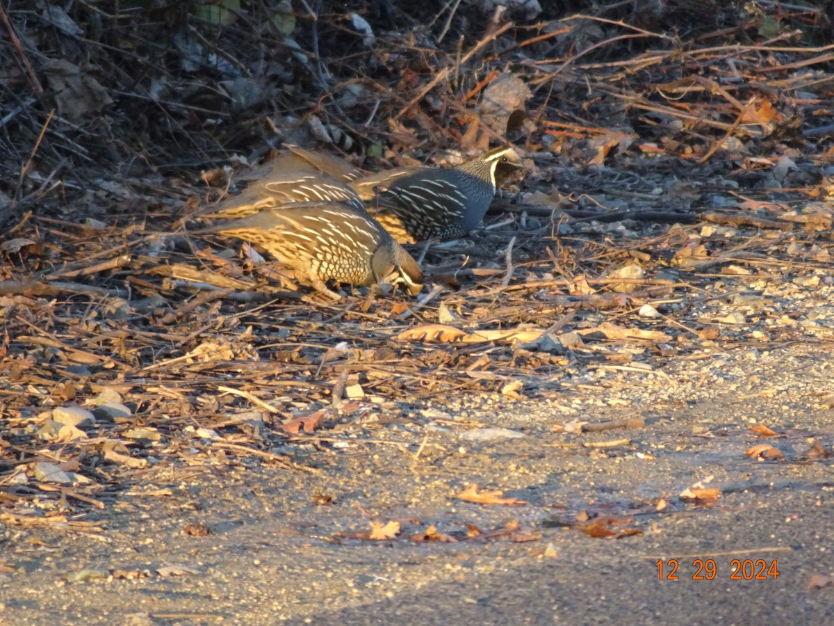 eBird Checklist - 29 Dec 2024 - American River Parkway behind condo ...