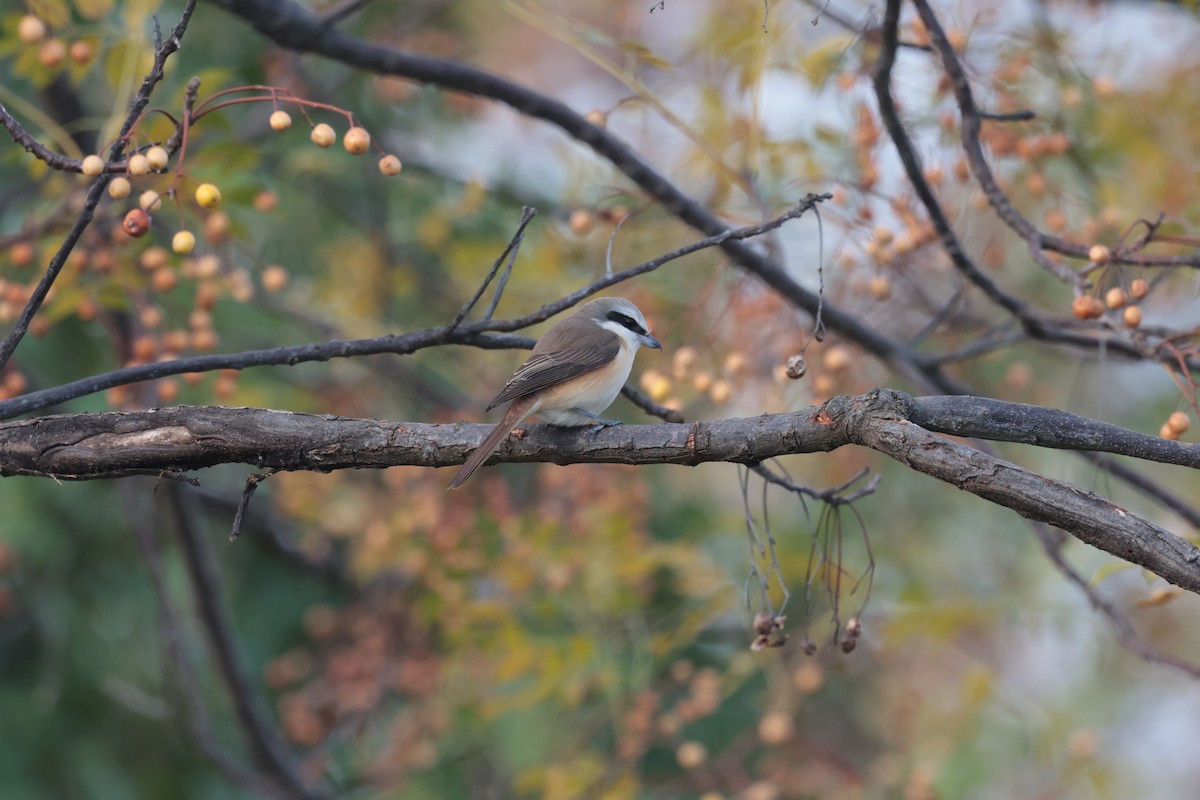 Taiwan Bird Atlas Checklist - 30 Dec 2024 - 中央公園 - 12 species