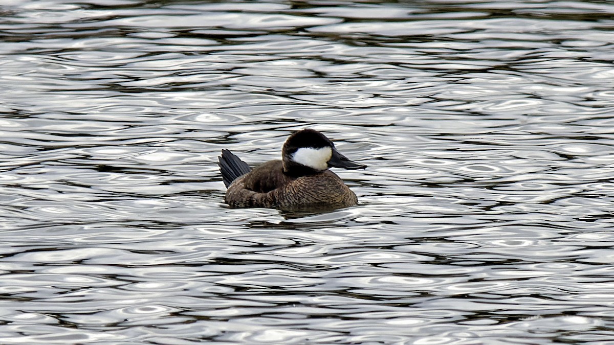Pennsylvania Bird Atlas Checklist - 29 Dec 2024 - Alburtis Rd. Retention Ponds - 14 species
