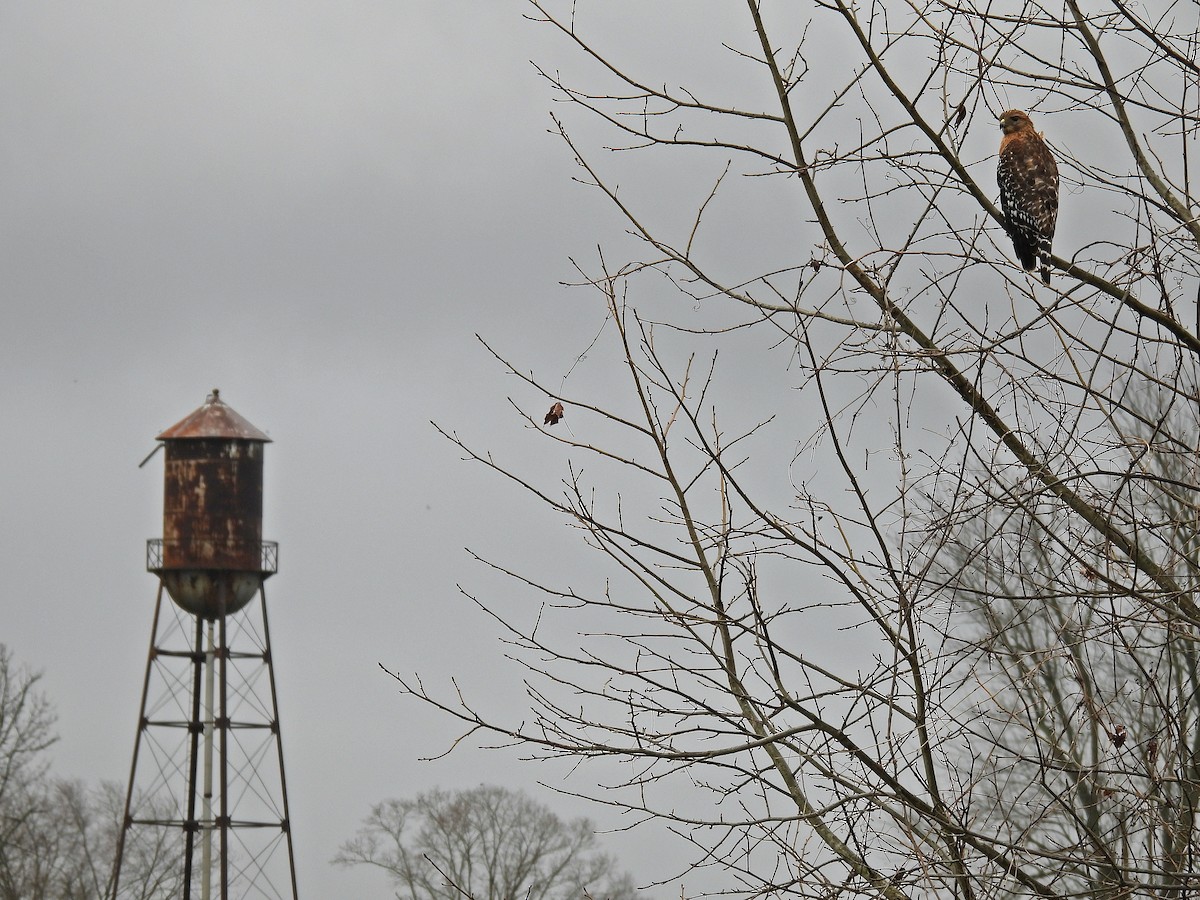 ML628223337 - Red-shouldered Hawk - Macaulay Library
