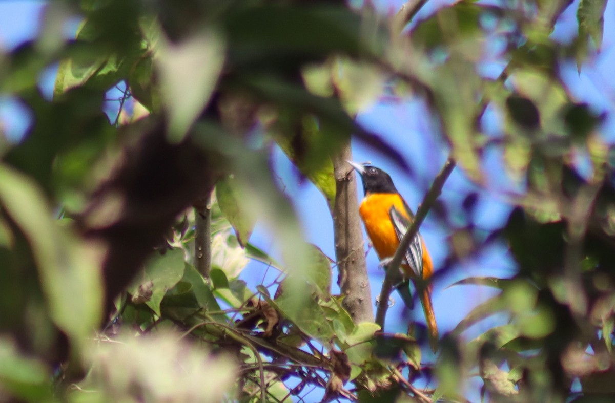 eBird Checklist - 29 Dec 2024 - Privada S/N 129, Tepoztlán MX-Mor. 18.98509, -99.08550 - 16 species