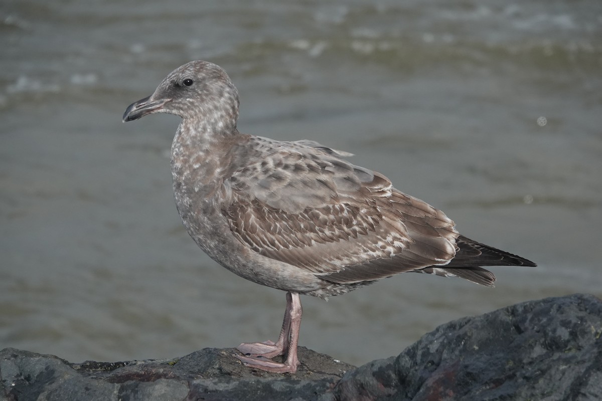 eBird Checklist - 29 Dec 2024 - Nehalem Bay--South Jetty - 14 species ...