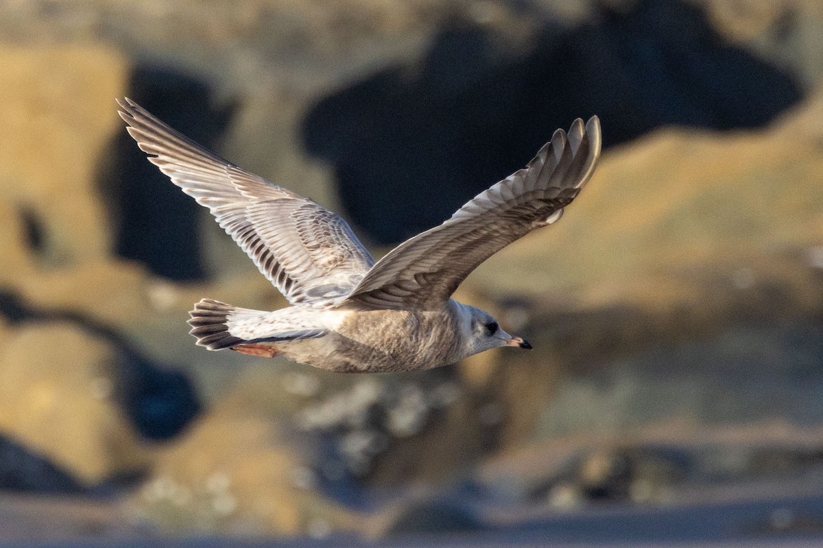 eBird Checklist - 29 Dec 2024 - Pomponio SB - 23 species (+3 other taxa)