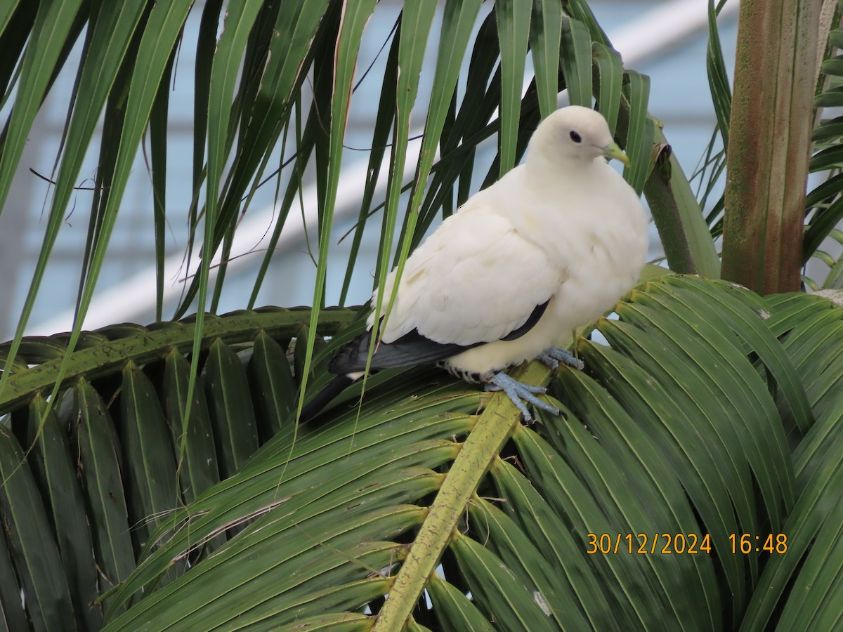 eBird Checklist - 30 Dec 2024 - Royal Harbour Cairns Esplanade. Birds ...