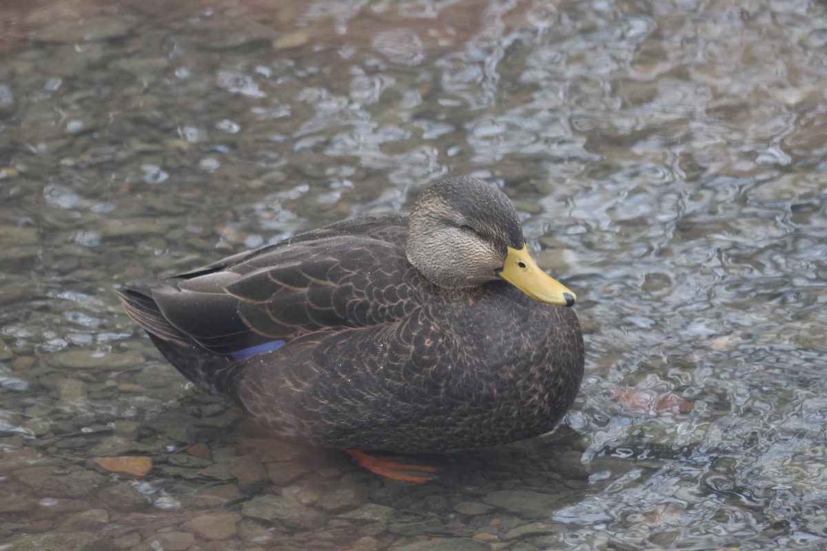 ML628233392 - American Black Duck - Macaulay Library