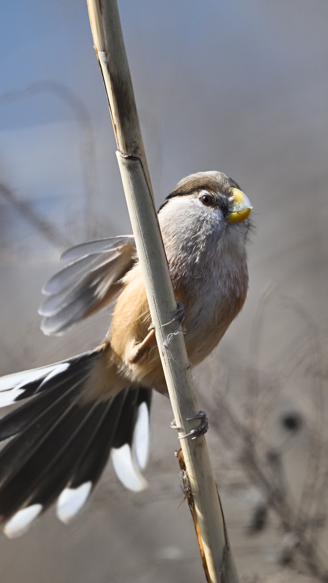 ML628238105 - Reed Parrotbill - Macaulay Library