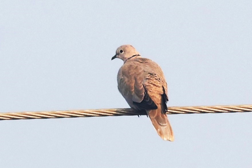 eBird Checklist - 22 Dec 2024 - NH 23, Dholpur IN-拉賈斯坦邦 (26.6967,77. ...