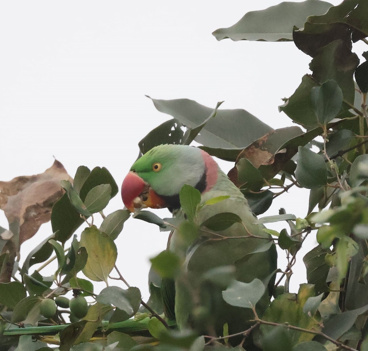 eBird Checklist - 30 Dec 2024 - Yamuna Biodiversity Park--Phase 2 - 64 ...