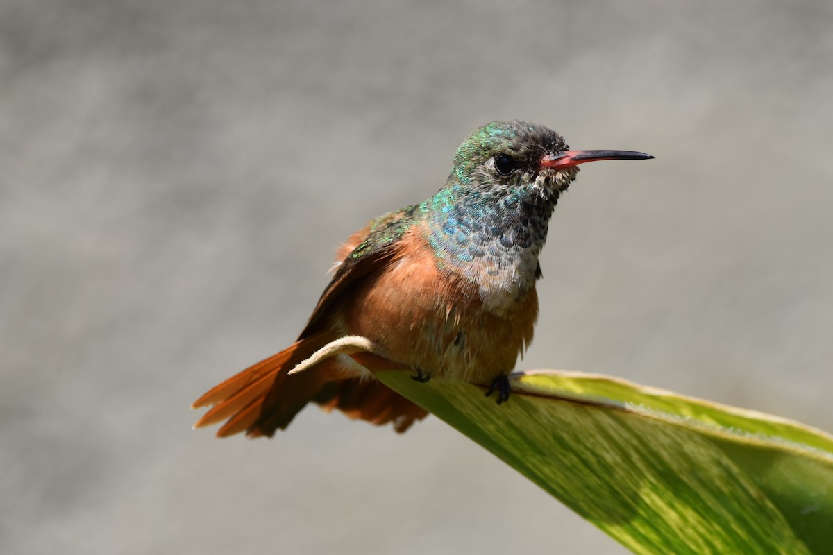 eBird Checklist - 28 Dec 2024 - 4 Avenida JatoSisa, Lima, Gobierno ...