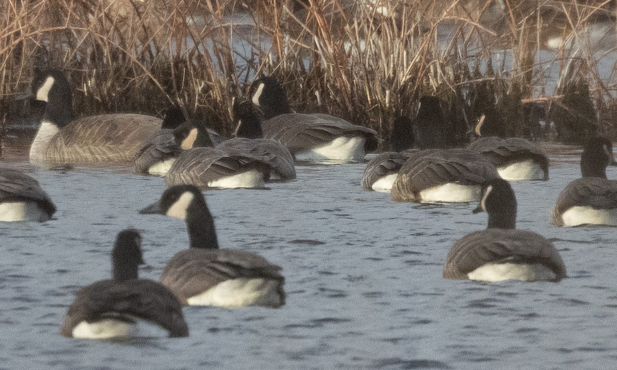 eBird Checklist - 30 Dec 2024 - Mendon Ponds Park--Quaker Pond Trail ...