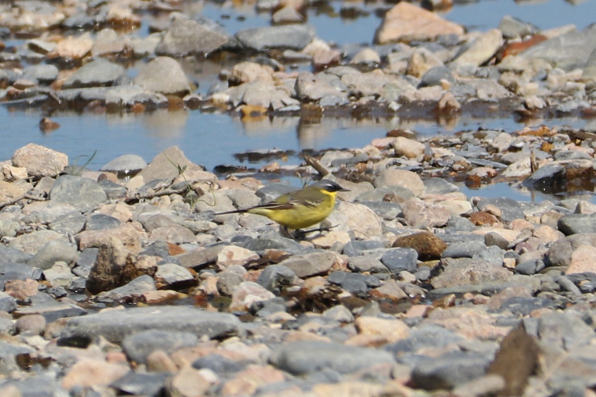 ML628253060 - Eastern Yellow Wagtail (Green-headed) - Macaulay Library