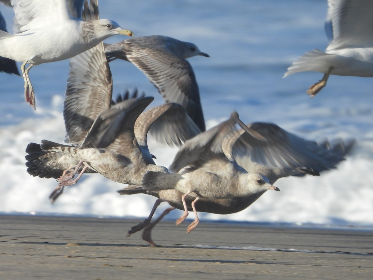 eBird Checklist - 30 Dec 2024 - Pomponio SB - 21 species (+2 other taxa)