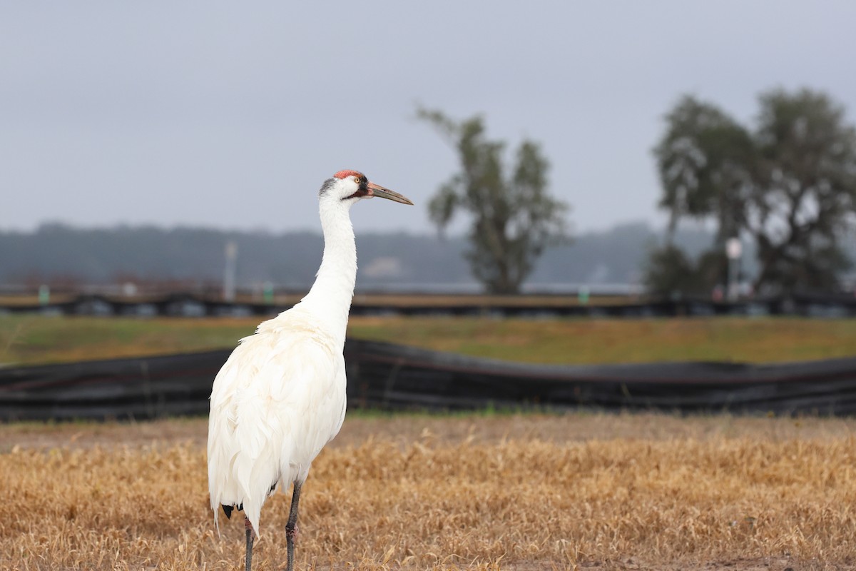eBird Checklist - 30 Dec 2024 - Whooping Crane Osceola County - 1 species