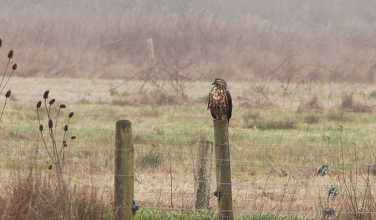 eBird Checklist - 20 Dec 2024 - Arcata Bottoms--V St. Loop - 1 species