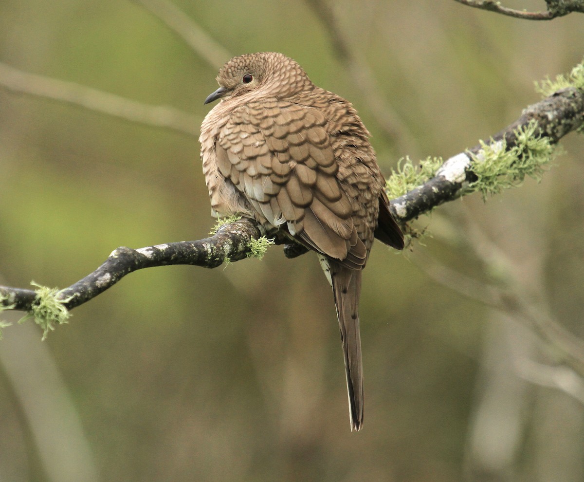 eBird Checklist - 29 Dec 2024 - Peveto Woods--Baton Rouge Audubon ...