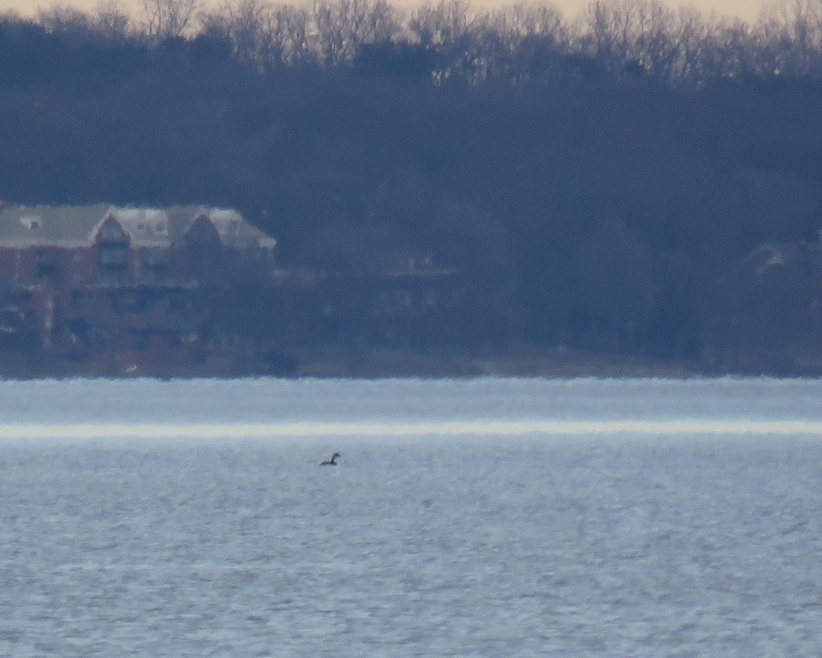 eBird Checklist - 30 Dec 2024 - Green Lake - west end - 13 species