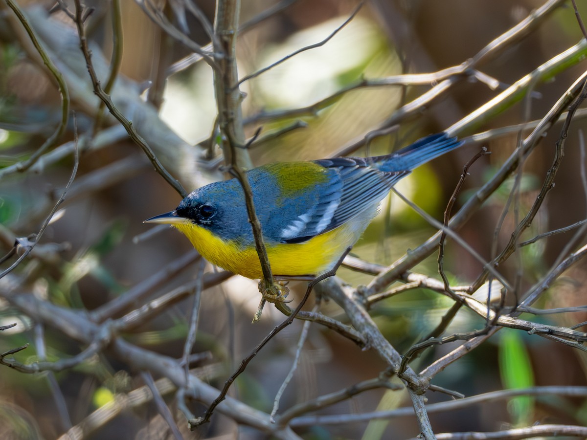 eBird Checklist - 30 Dec 2024 - 24th St, Port Bolivar US-TX 29.38941 ...
