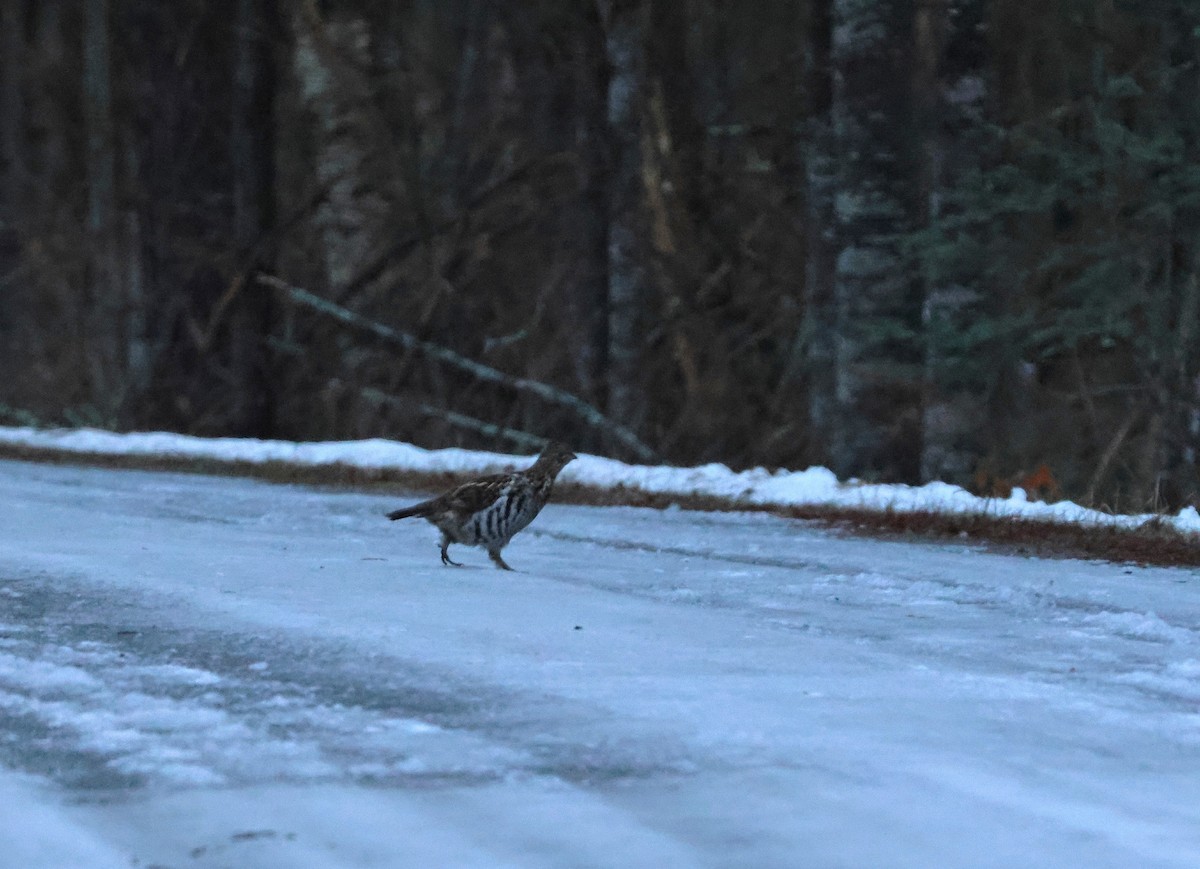 eBird Checklist - 30 Dec 2024 - Sheltered Valley/Pine River Rd./FR 2182 ...